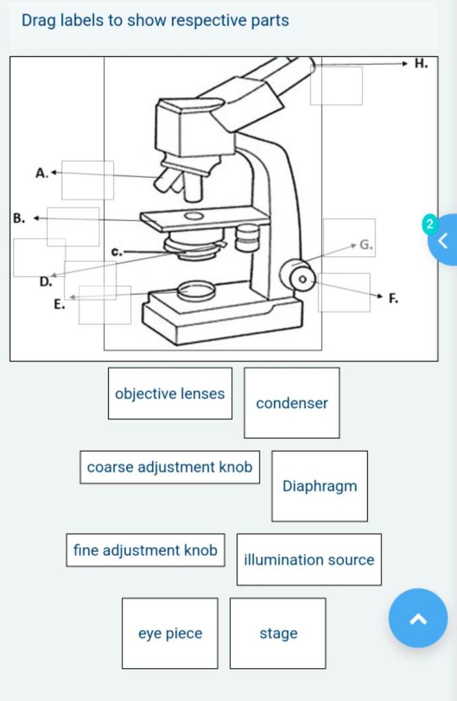 Solved Drag labels to show respective parts | Chegg.com