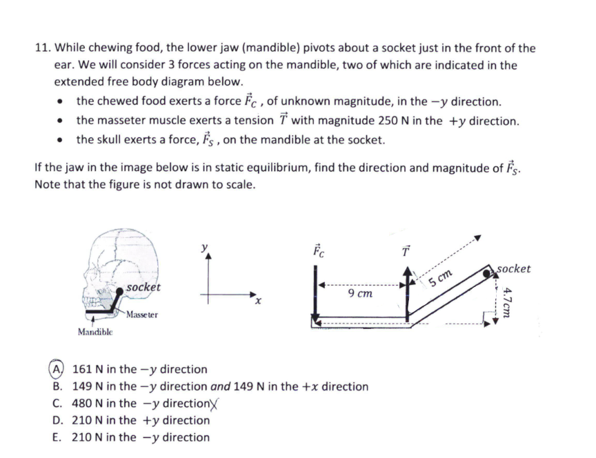 Solved 11. While chewing food, the lower jaw (mandible) | Chegg.com