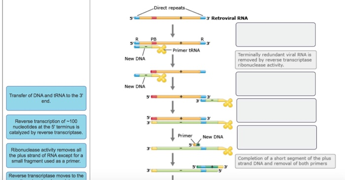 Solved 5" 3 Retroviral RNA PB 3 Primer tRNA Terminally | Chegg.com