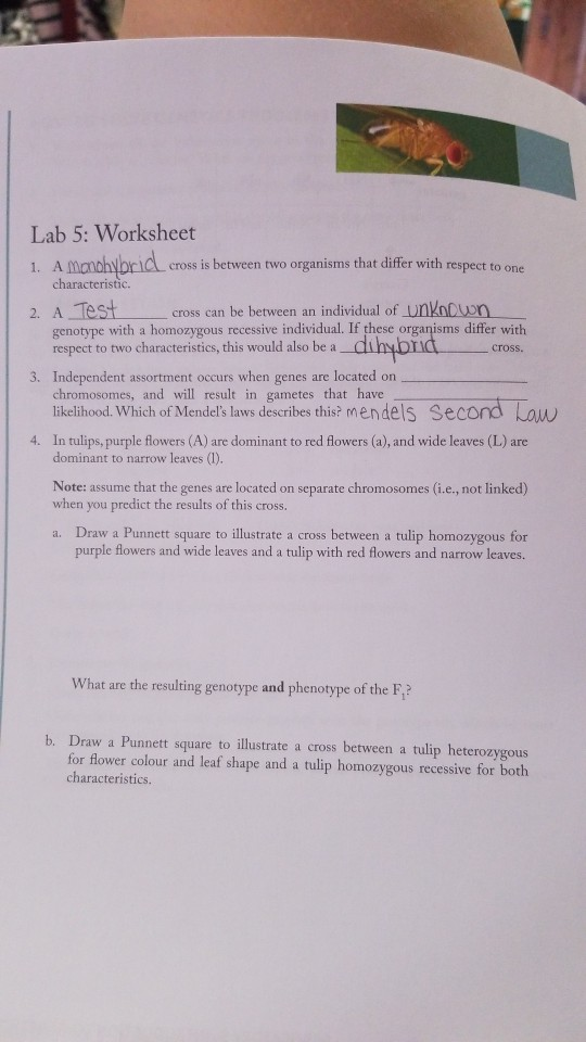 Solved Lab 5: Worksheet 1. A monohibrid cross is between two | Chegg.com