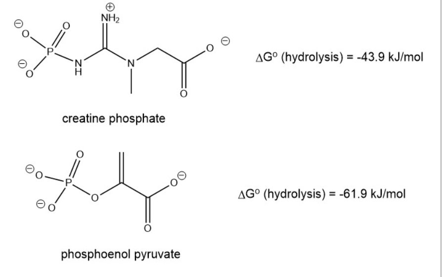 Solved Consider the structures of creatine phosphate | Chegg.com