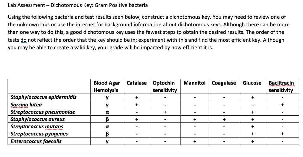 Solved Lab Assessment - Dichotomous Key: Gram Positive | Chegg.com