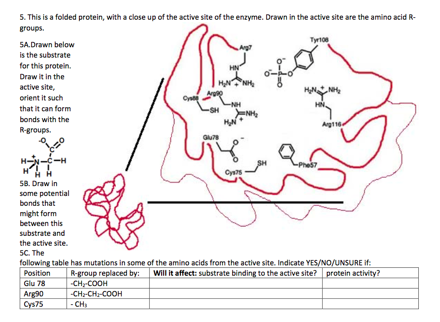 Solved: HN 5. This Is A Folded Protein, With A Close Up Of... | Chegg.com