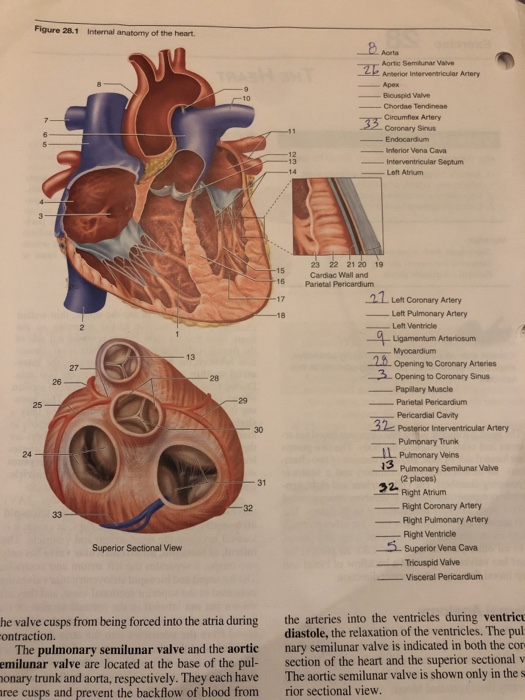 Solved Figure 28 1 Internal Anatomy Of The Heart Aota