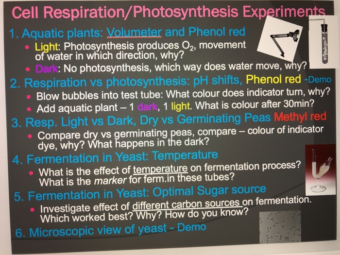 Solved Cell Respiration/Photosynthesis Experiments 1. | Chegg.com