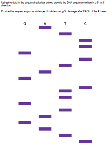 Solved Using the data in the sequencing ladder below, | Chegg.com