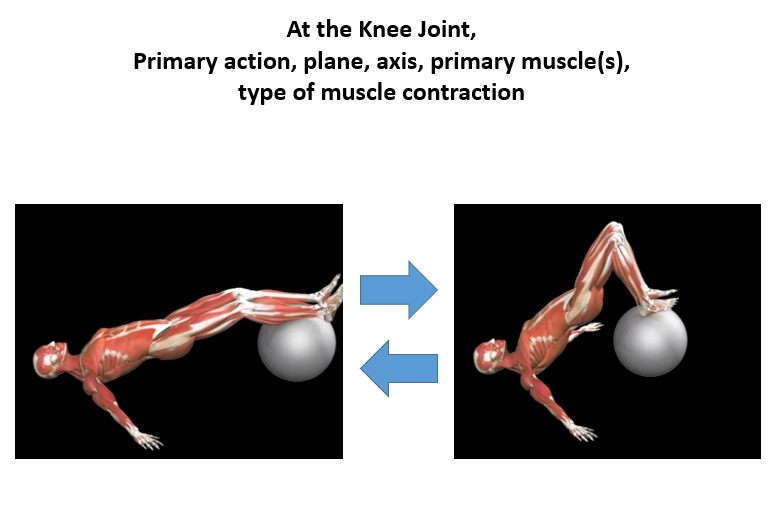 Solved At the knee Joint, Primary action, plane, axis, | Chegg.com