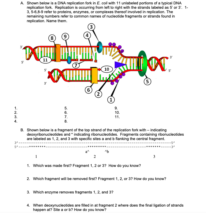 Solved A. Shown below is a DNA replication fork in E. coli | Chegg.com