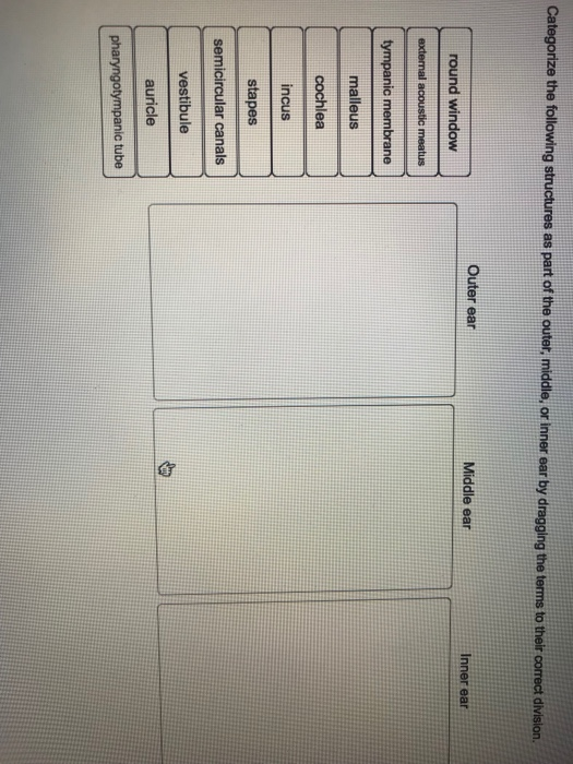 Solved Categorize the following structures as part of the | Chegg.com