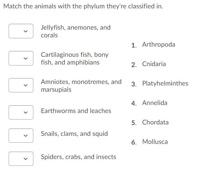 Solved Match the animals with the phylum they're classified | Chegg.com