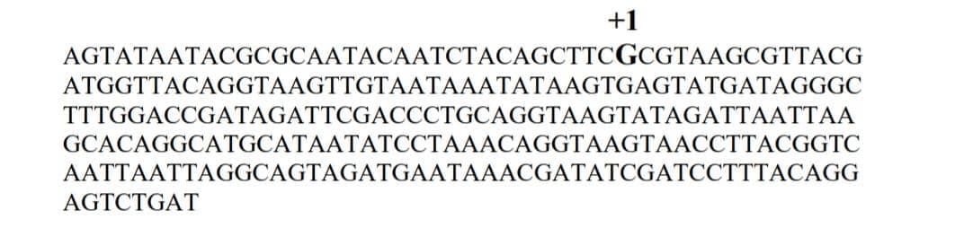 Solved The sequence of the sense strand of a mammalian gene | Chegg.com