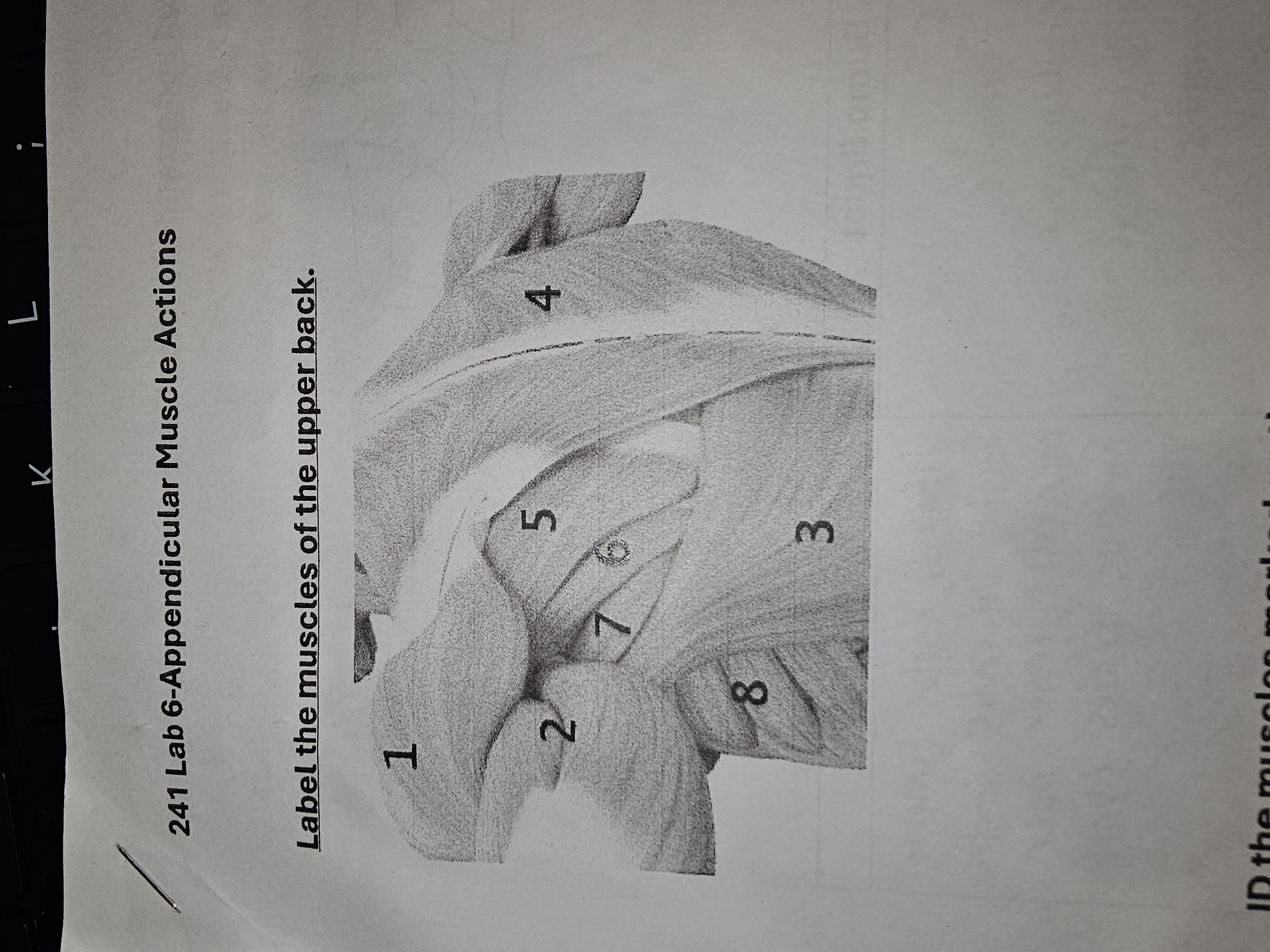 Solved 241 ﻿Lab 6-Appendicular Muscle ActionsLabel the | Chegg.com
