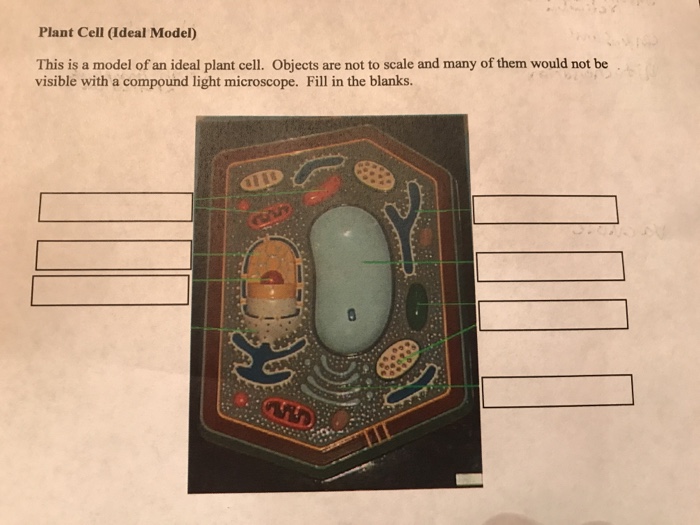 Solved Plant Cell (Ideal Model) This is a model of an ideal | Chegg.com