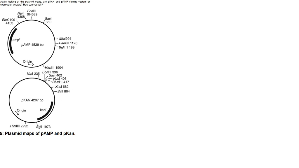 Solved Again looking at the plasmid maps, are pKAN and pAMP | Chegg.com