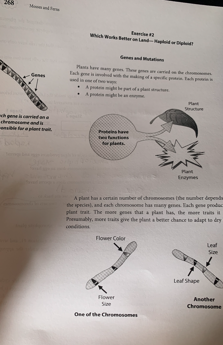 Solved 268 Mosses and Ferns Exercise #2 Which Works Better | Chegg.com