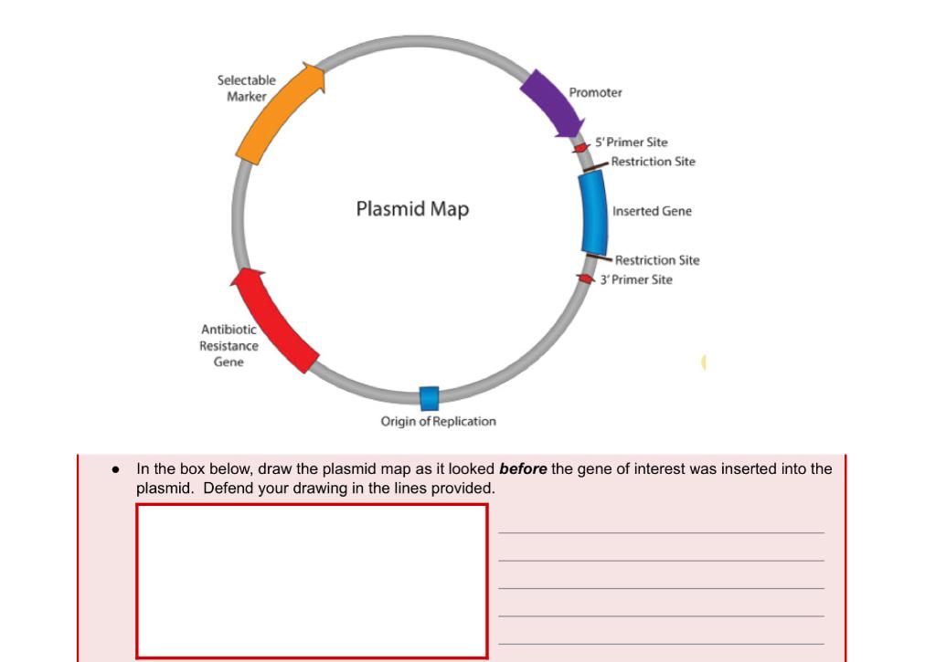 Solved In the box below, draw the plasmid map as it looked | Chegg.com