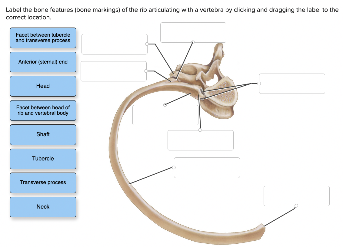 Solved Label the bone features (bone markings) of the rib | Chegg.com