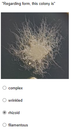 Solved "Regarding form, this colony is"A. ﻿complexB. | Chegg.com