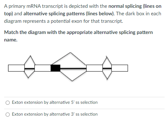 Solved A primary mRNA transcript is depicted with the normal | Chegg.com