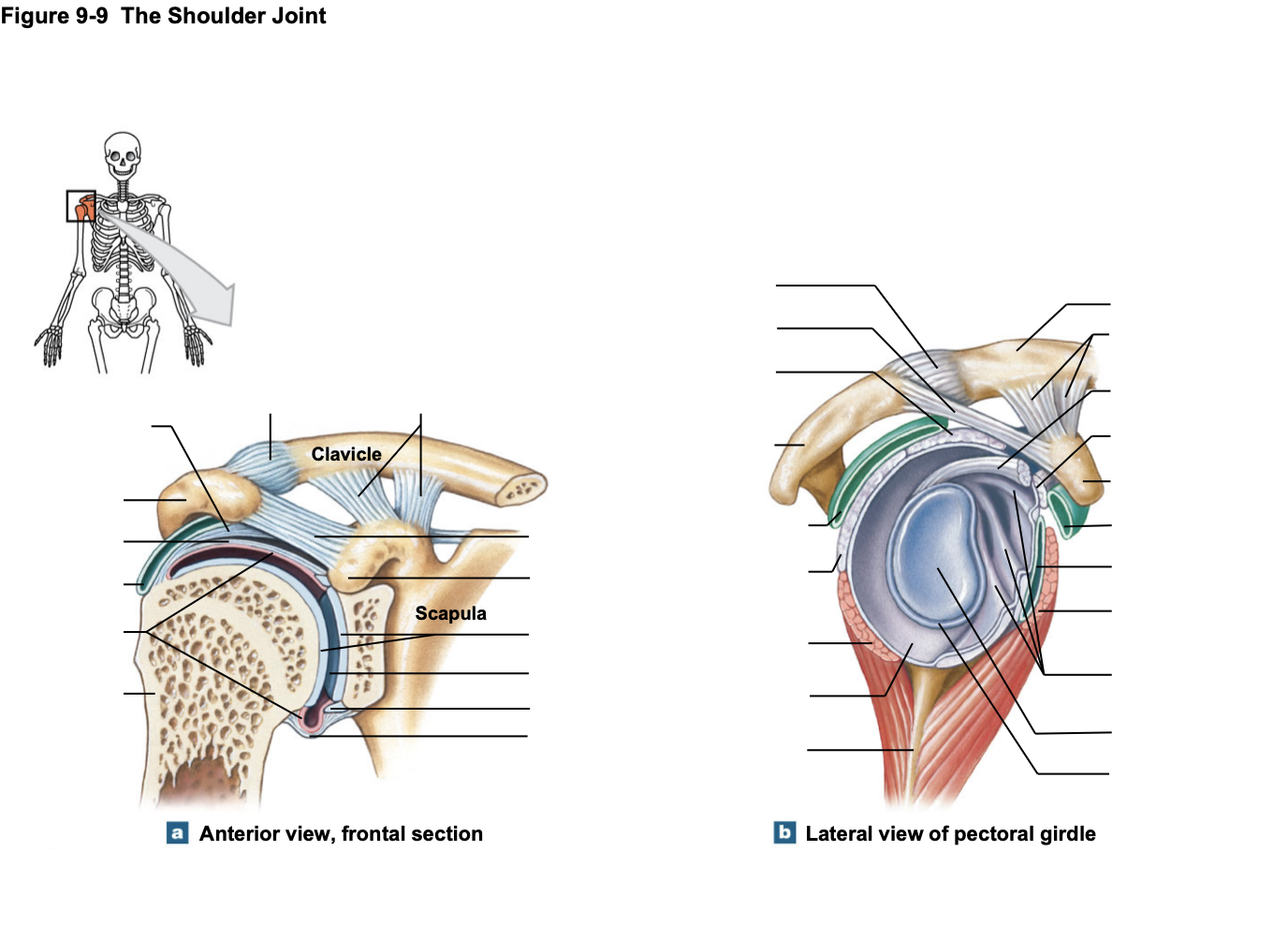 Figure 9-12 The Right Knon Inint Figure 9-12bd The | Chegg.com