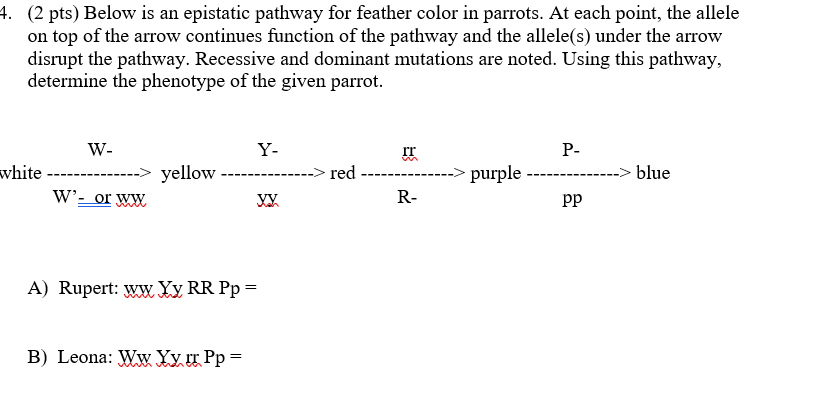 Solved 4. (2 pts) Below is an epistatic pathway for feather | Chegg.com