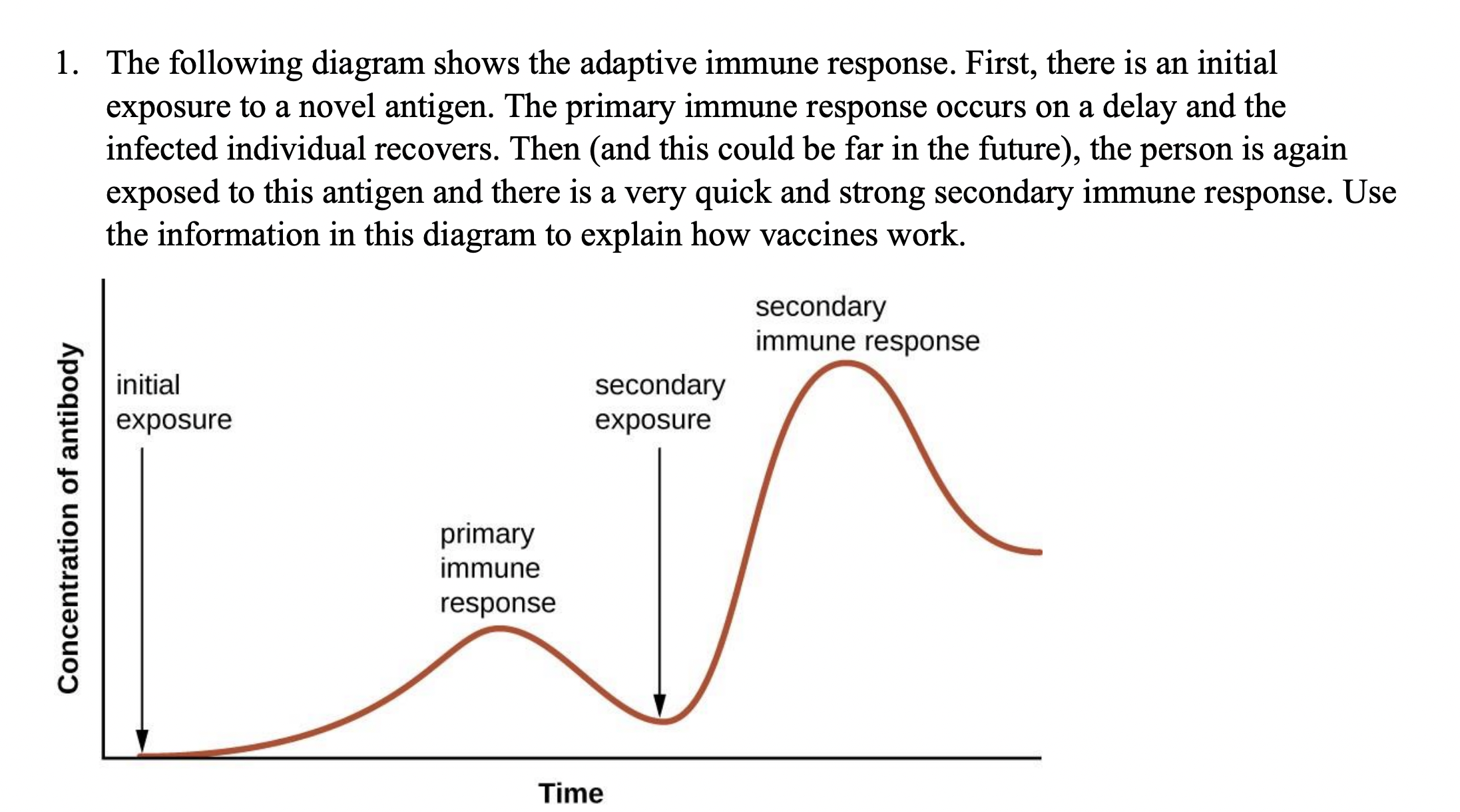 Solved The following diagram shows the adaptive immune | Chegg.com