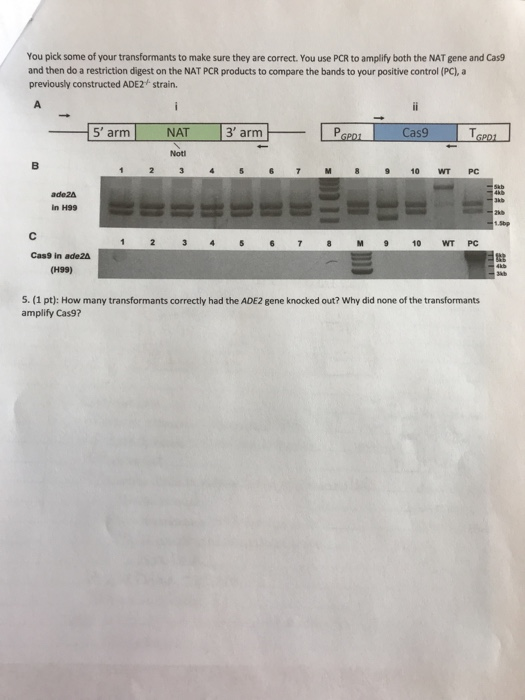 Solved You want to create a knock-out strain of ADE2 gene in | Chegg.com