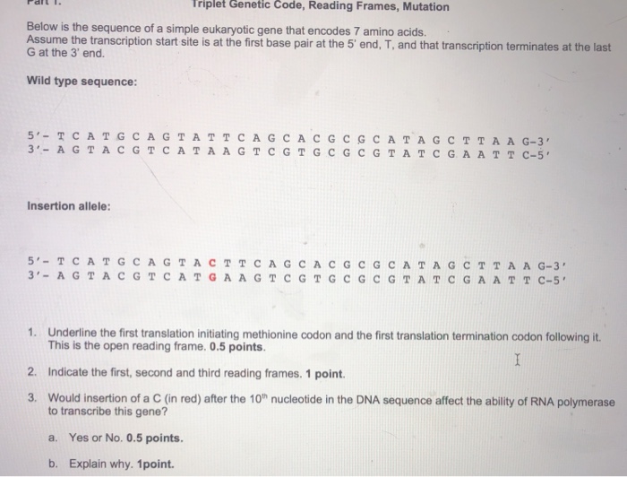 Solved Triplet Genetic Code, Reading Frames, Mutation Below | Chegg.com