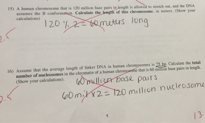 Solved 15) A human chromosome that is 120 million base pairs | Chegg.com