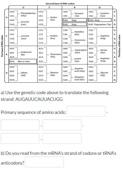 Solved Second base of RNA codon U А UUU UAU UGU | Chegg.com
