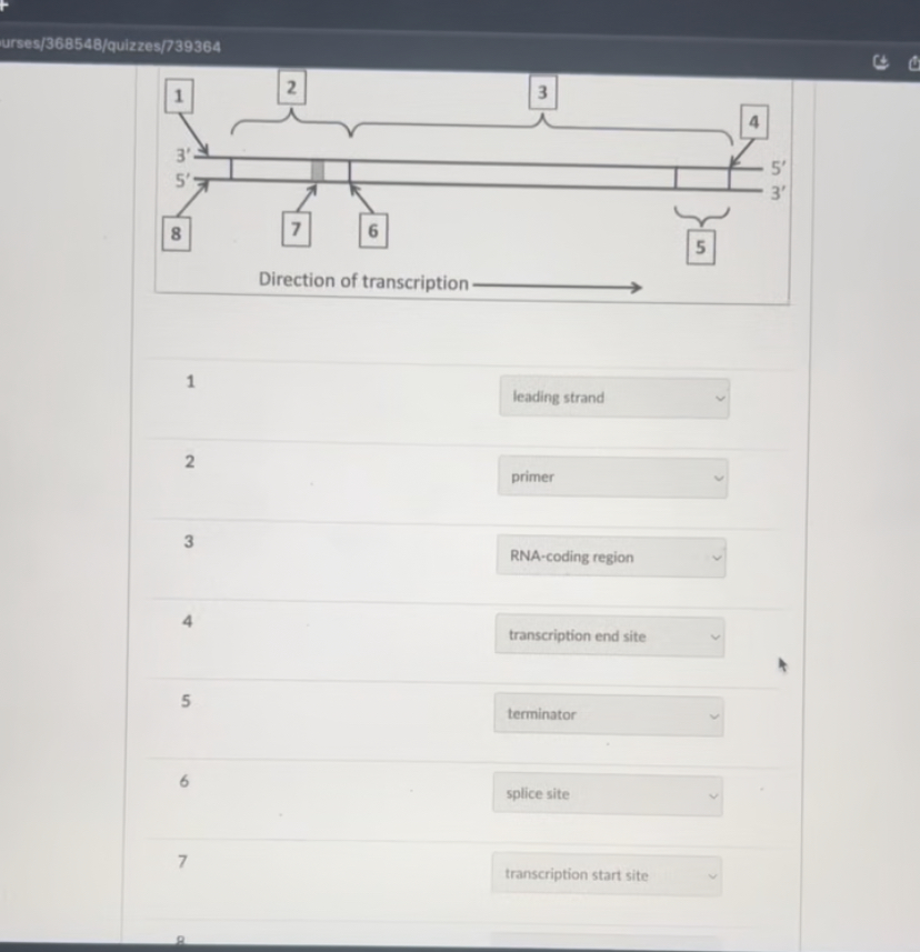 Solved 1 leading strand 2 primer 3 RNA-coding region 4 | Chegg.com