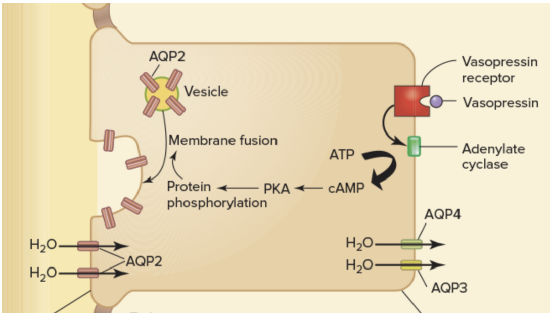 Solved 14. What is different about AQP2 compared to either | Chegg.com