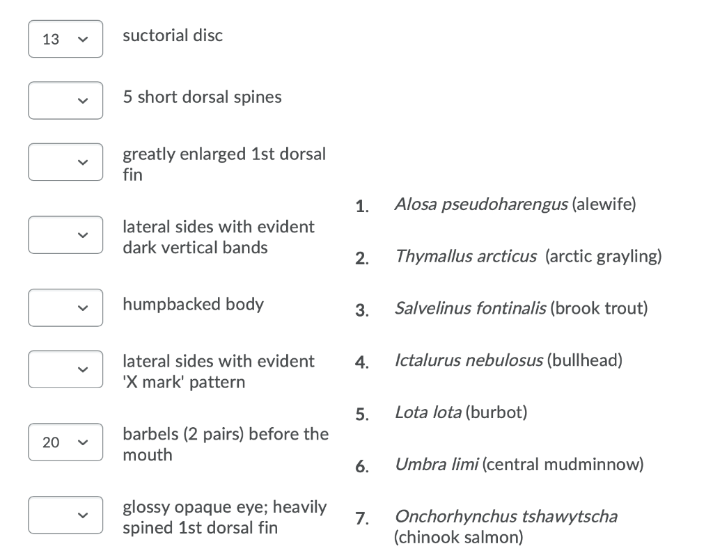 Solved 13 suctorial disc 5 short dorsal spines greatly | Chegg.com