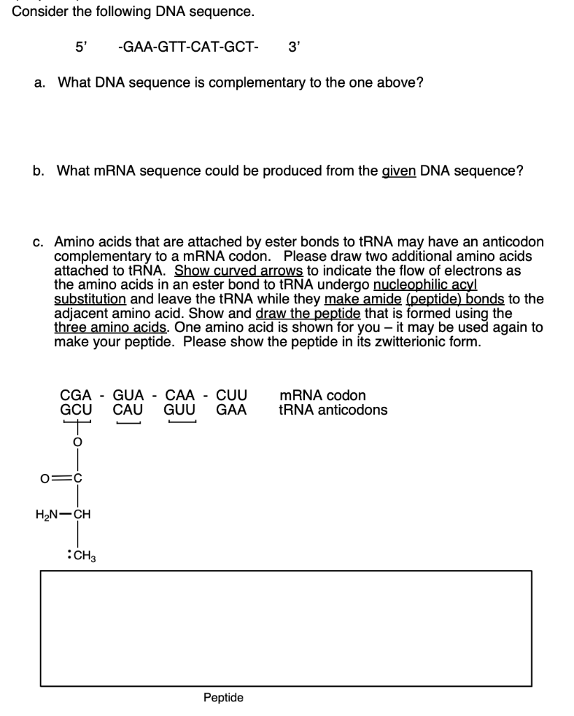 Solved Consider the following DNA sequence. 5' | Chegg.com