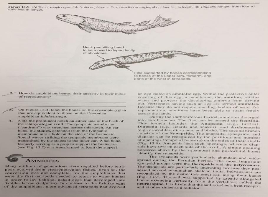 Solved Figure 13.5 (A) The crossopterygian fish | Chegg.com