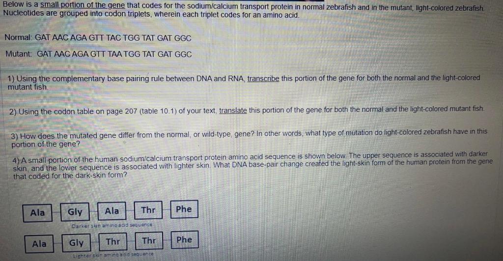 Solved Below is a small portion of the gene that codes for | Chegg.com