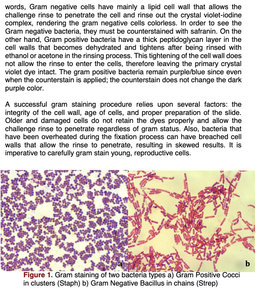 Solved EXPERIMENT 2 Cytological Stains: Gram, Acid-fast, and | Chegg.com