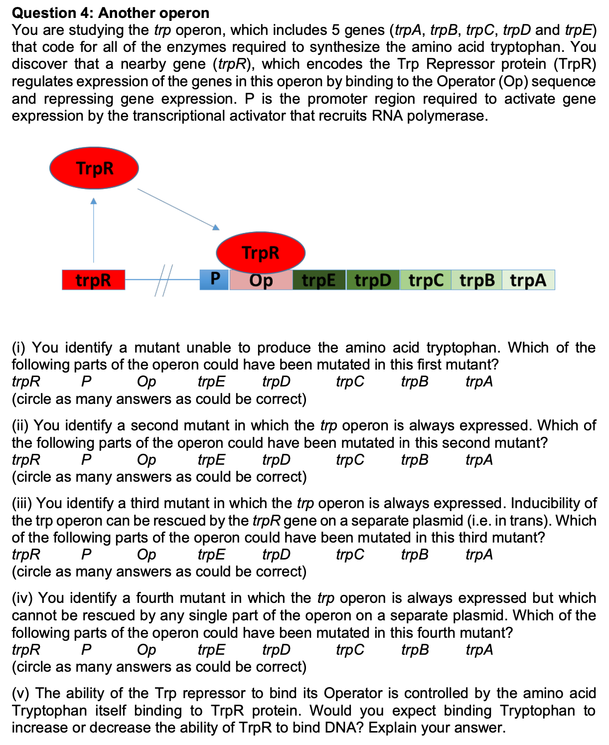 Solved Question 4: Another operon You are studying the trp | Chegg.com