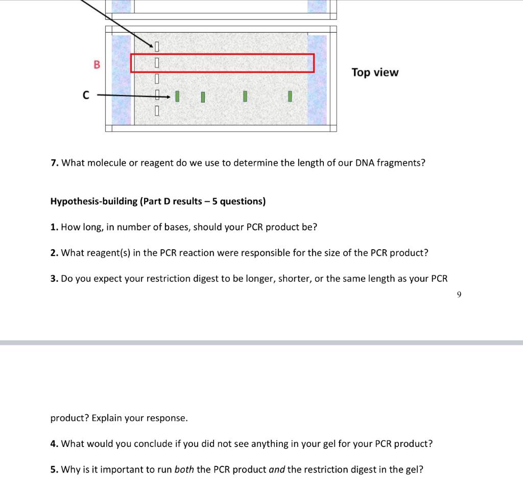 Solved PCR (Part C -4 questions) 1. What 3 main ingredients | Chegg.com