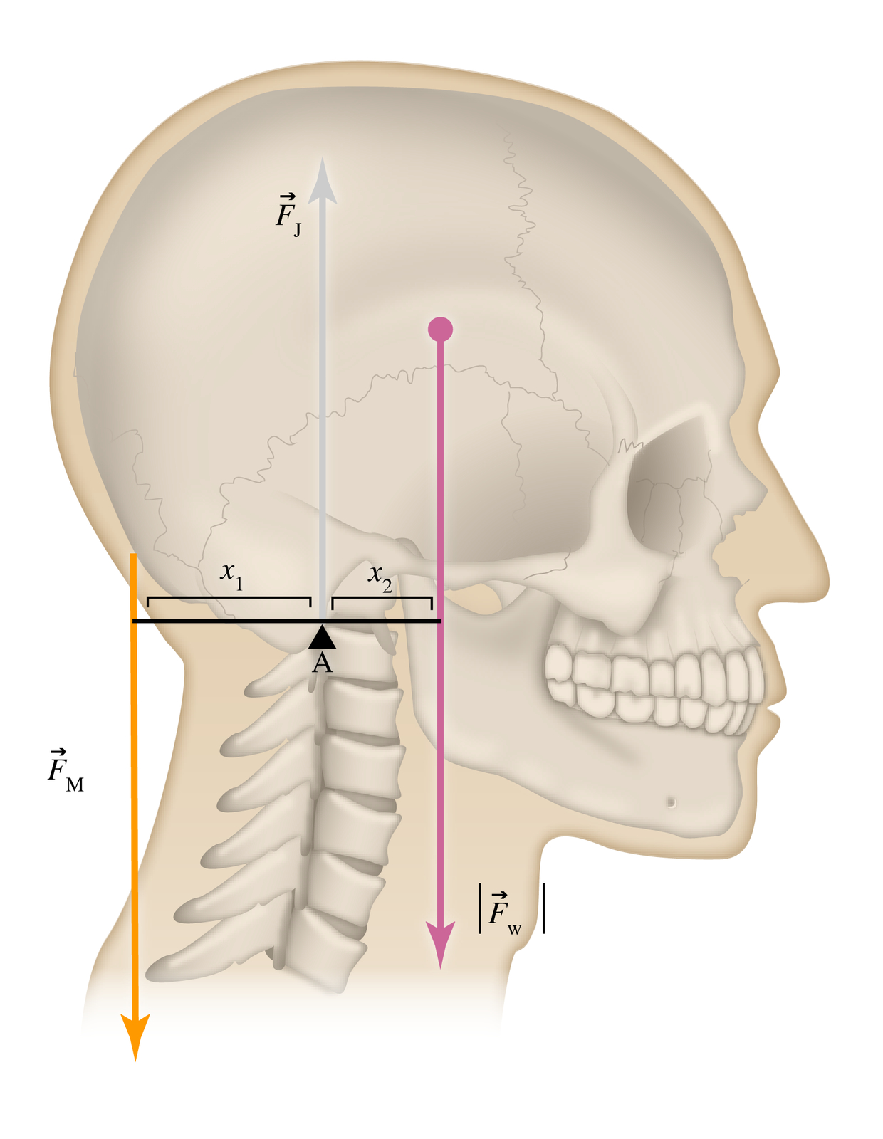 Solved Even when the head is held erect, as shown in the | Chegg.com