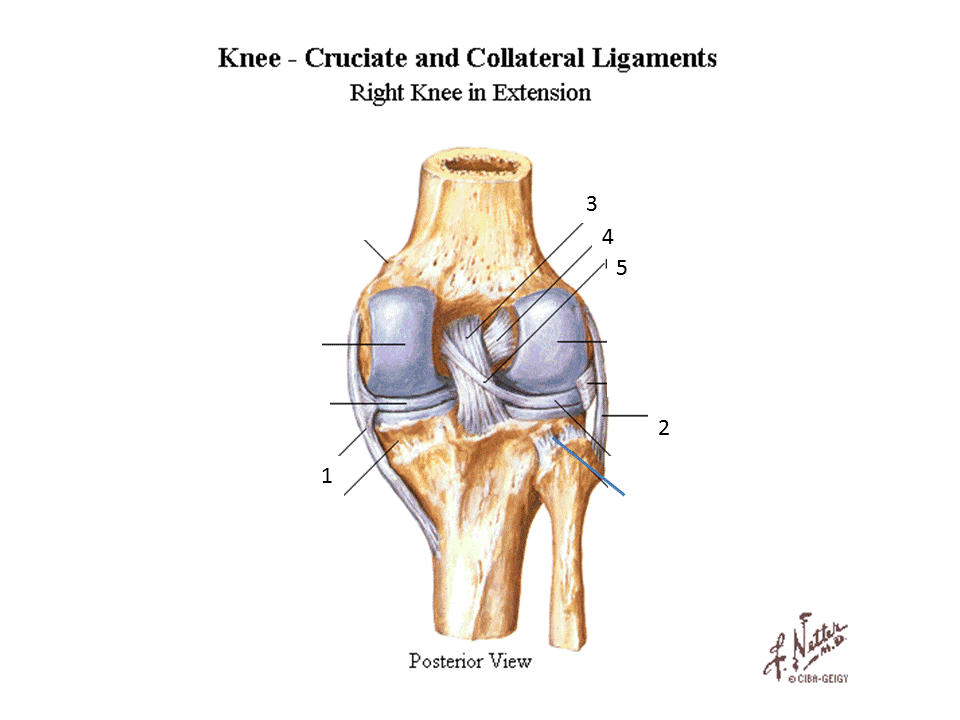 Ligaments Of The Knee Netter