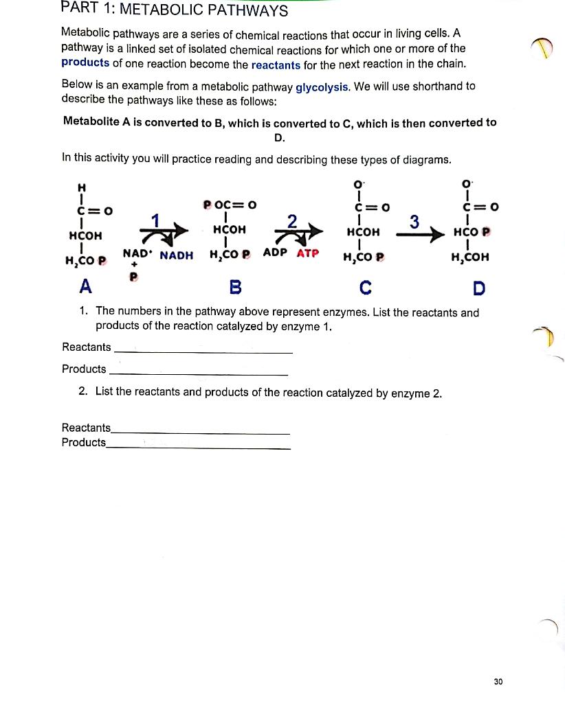 Solved Metabolic pathways are a series of chemical reactions | Chegg.com