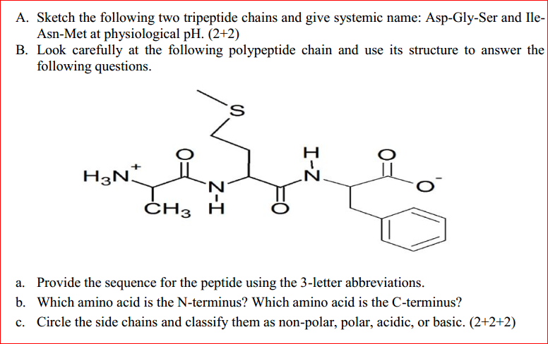 Solved A. Sketch the following two tripeptide chains and | Chegg.com