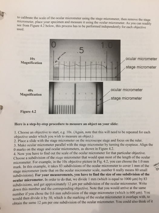 Solved II. How to measure images in the light microscope. | Chegg.com