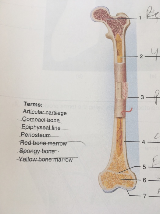 Solved 2e 3 Terms: Articular cartilage Compact bone | Chegg.com