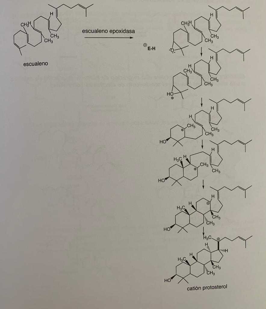 Solved Explain each step of the mechanism from squalene to | Chegg.com