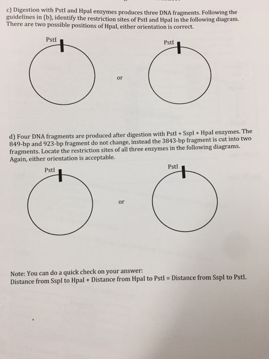 Solved Restriction Mapping of a Circular Plasmid DNA Below | Chegg.com