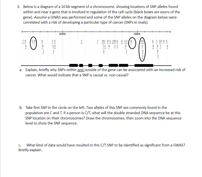 Solved 3. Below is a diagram of a 10 kb segment of a | Chegg.com