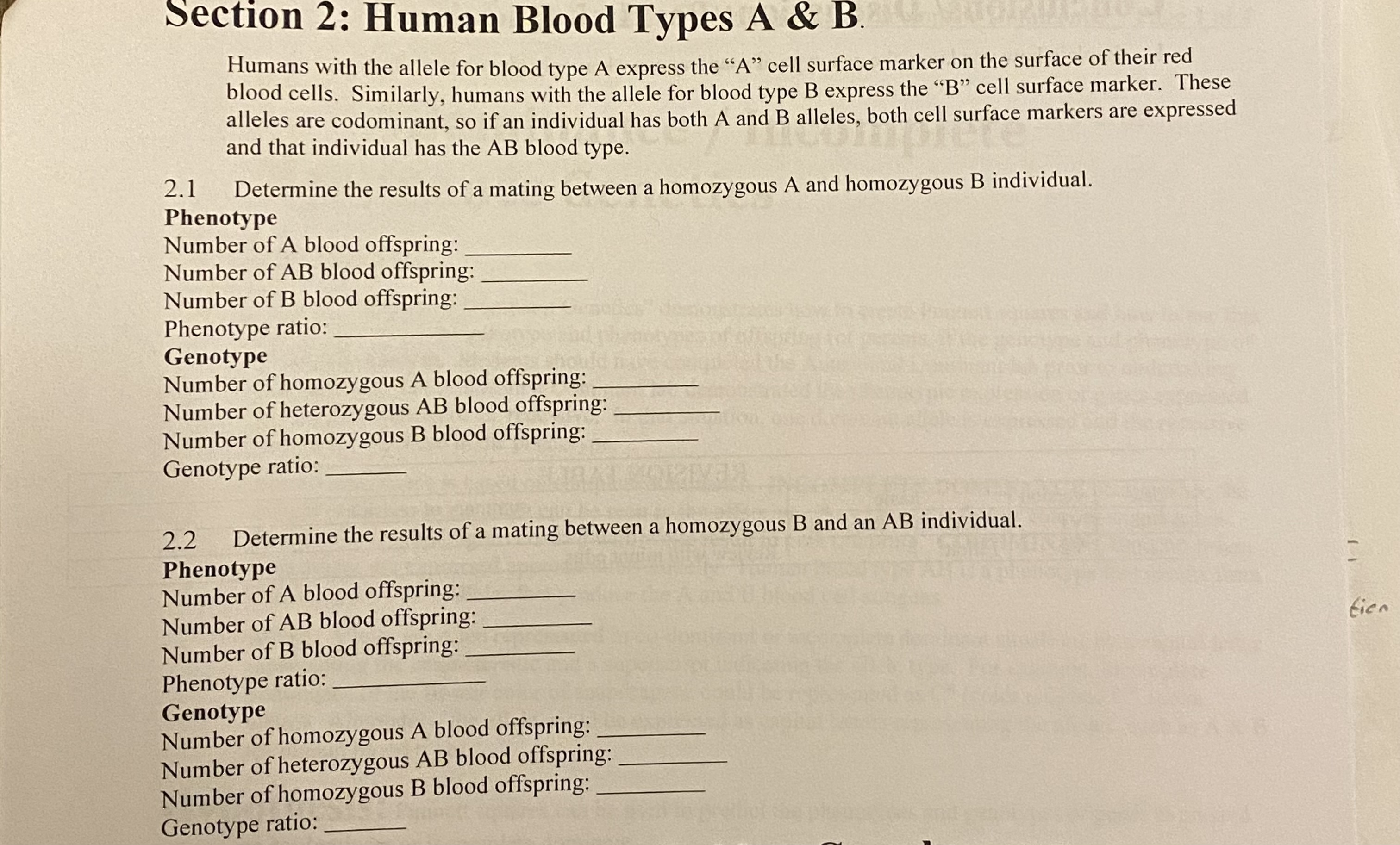 Solved Section 2: Human Blood Types A \& B. Humans with the | Chegg.com