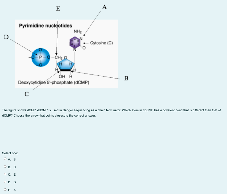 Solved E A Pyrimidine nucleotides NH2 D Cytosine (C) CH2 он | Chegg.com